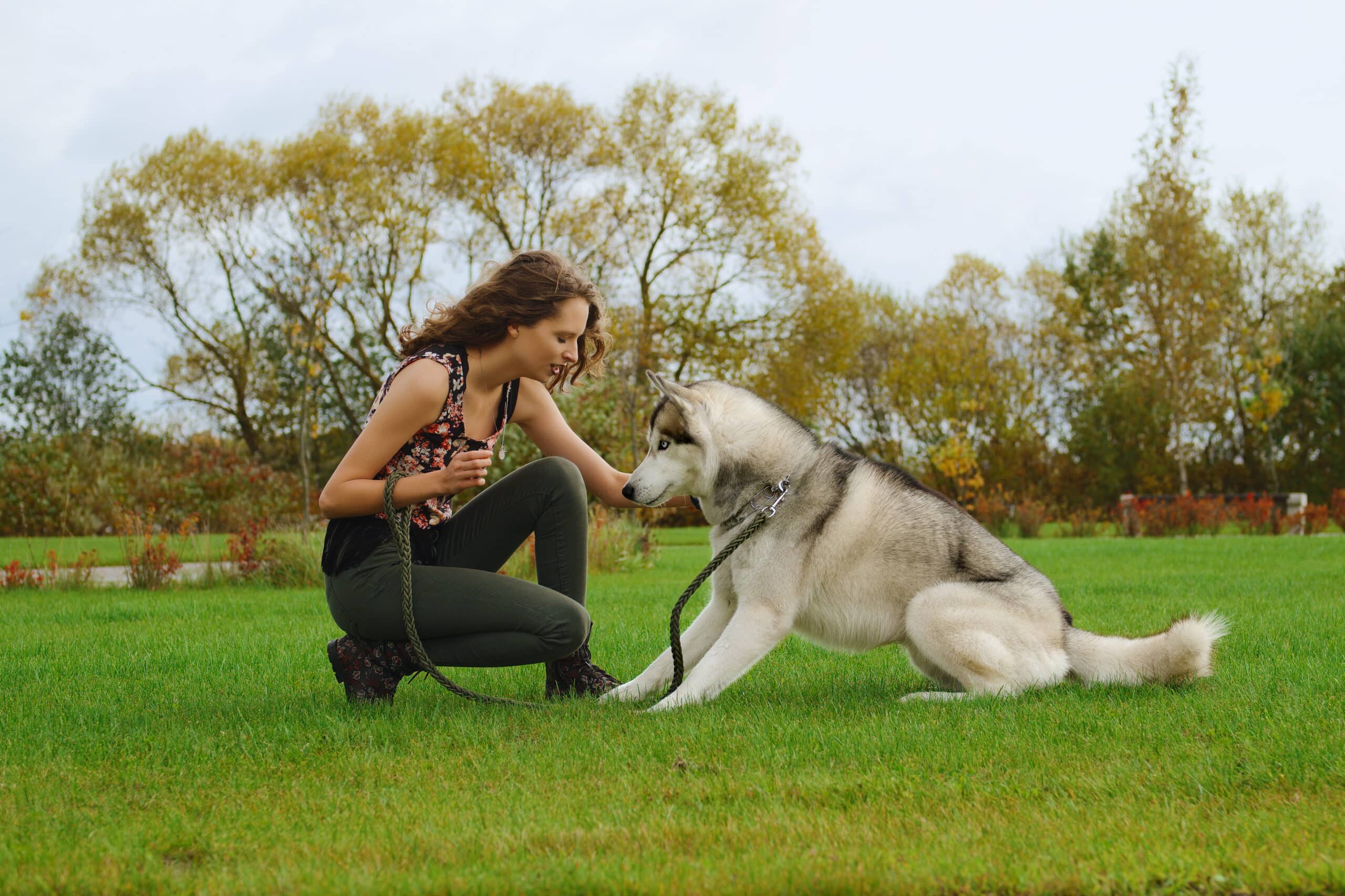 Pet Training Financing Consumer Finance Services Program From UCFS